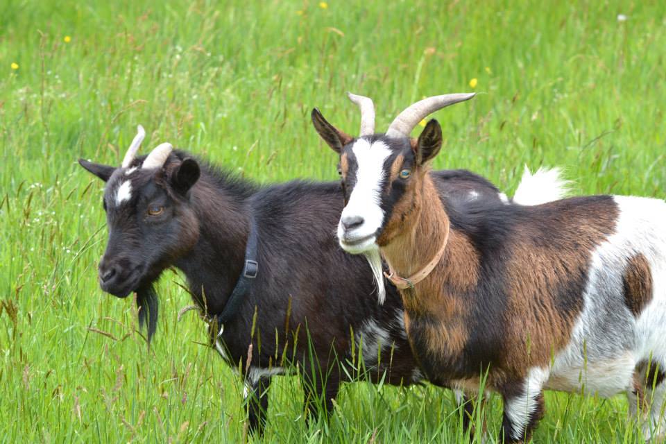 Les animaux de ferme | l'Arche de Gaïa